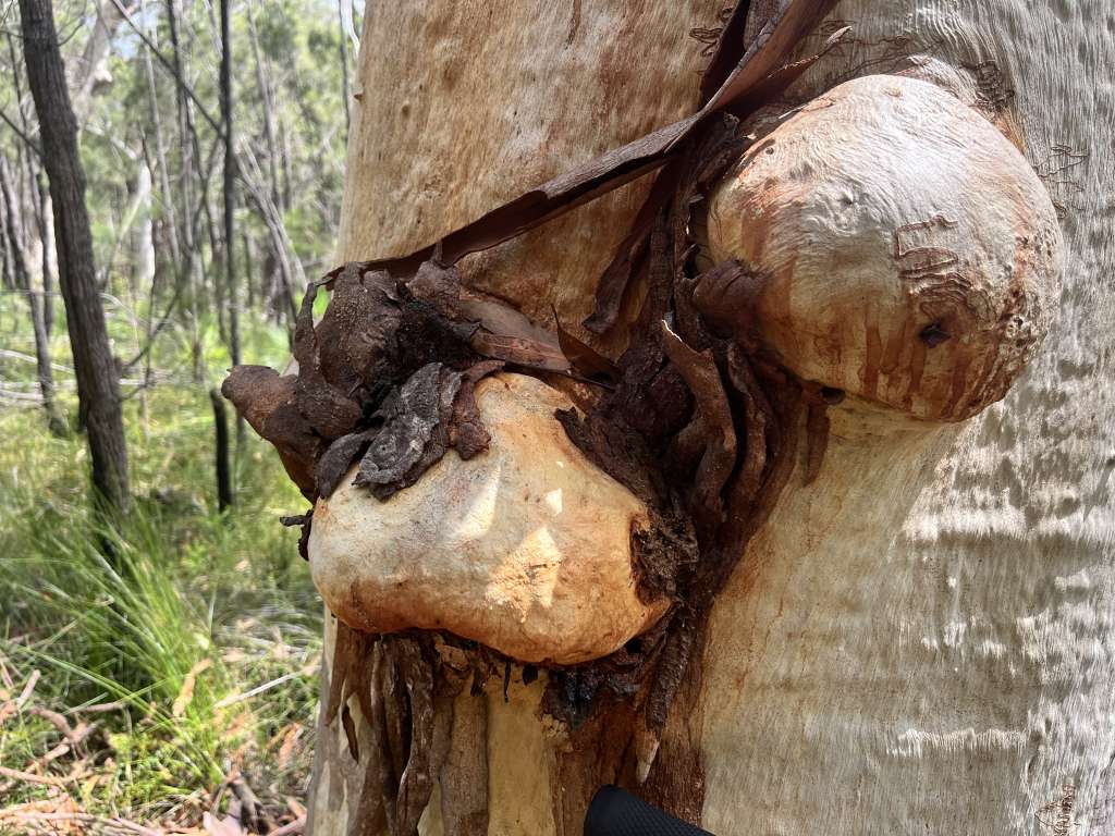 The “I can’t believe there isn’t already a WR&PT yet” WR&PT thread ...